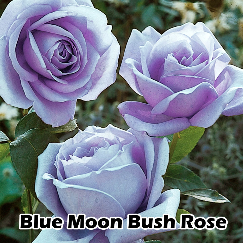 Rock Climbing Board: Blue Moon Climbing Rose